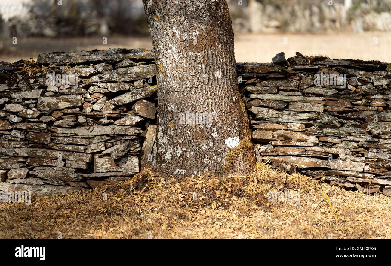 Huge tree trunk in the middle of the stone wall Stock Photo - Alamy