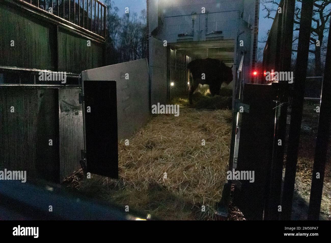 UK's first bull bison arriving in lorry from Germany, early morning ...