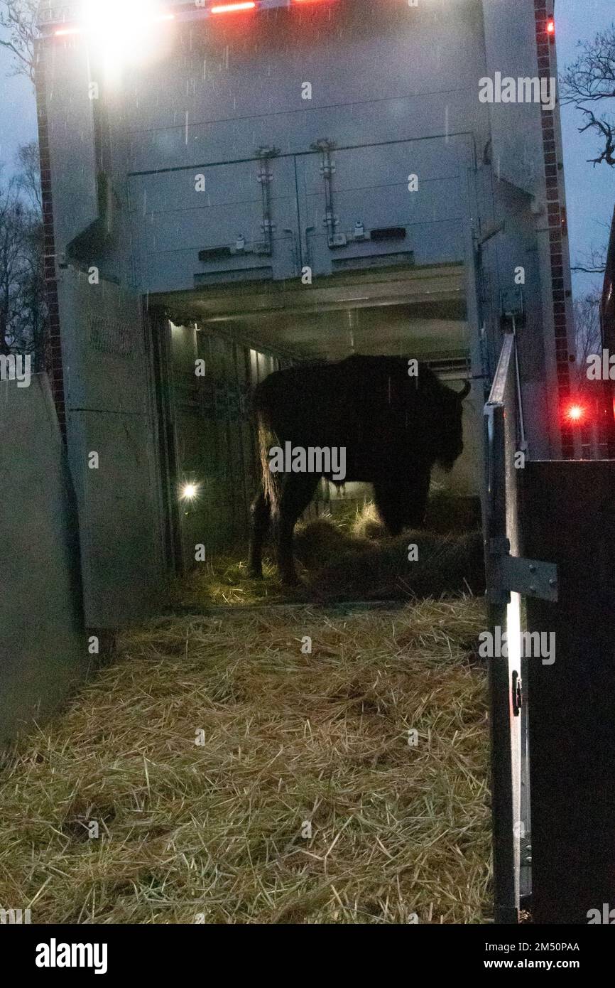 UK's first bull bison arriving in lorry from Germany, early morning ...