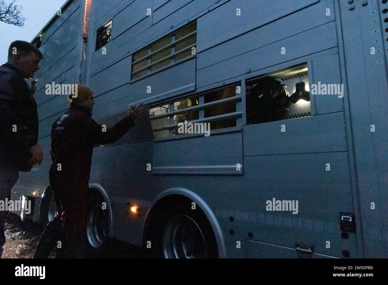 UK's first bull bison arriving in lorry from Germany, early morning ...