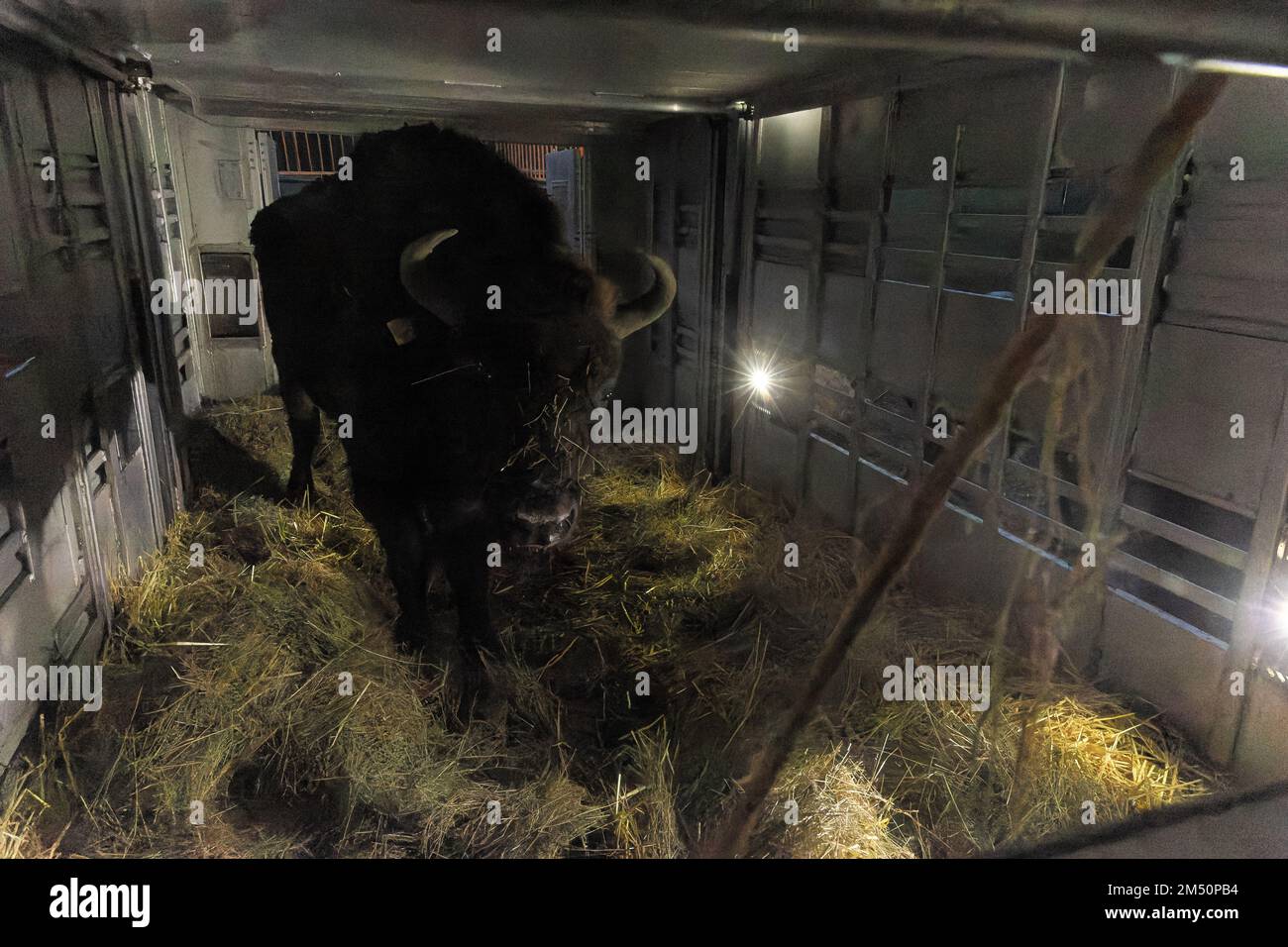 UK's first bull bison arriving in lorry from Germany, early morning ...