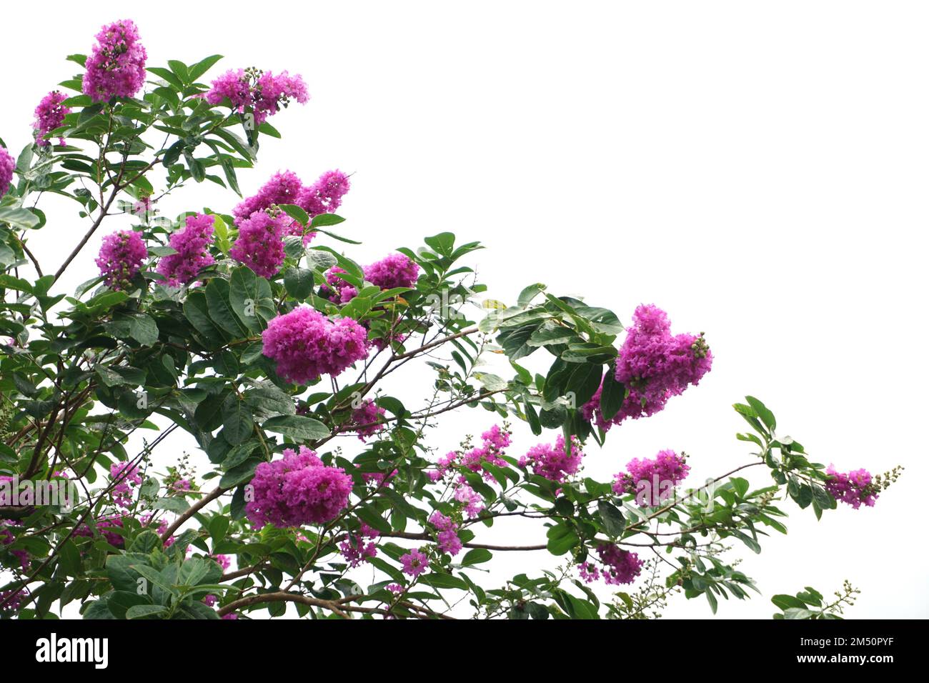 purple crape myrtle blooming flower with space copy on white background ...