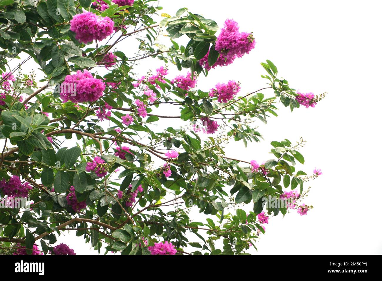 purple crape myrtle blooming flower with space copy on white background ...