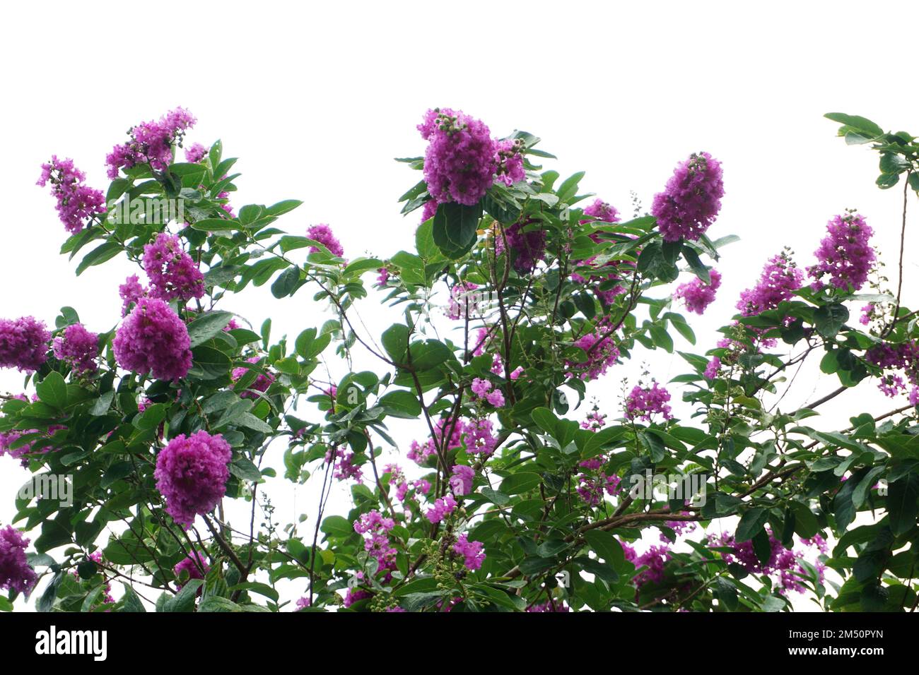 purple crape myrtle blooming flower with space copy on white background ...