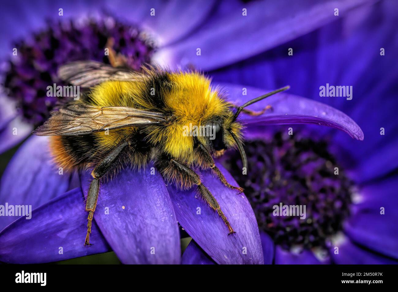 Natural closeup on a queen Buff-tailed bumblebee , Bombus terrestris ...