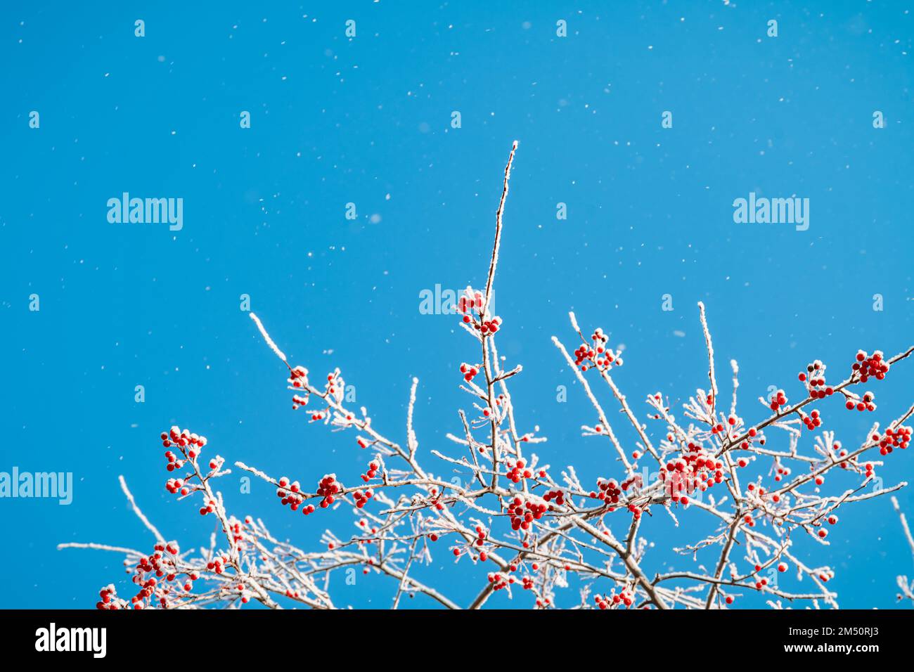 Rowan tree in snow and blue sky, natural winter background. frozen ...