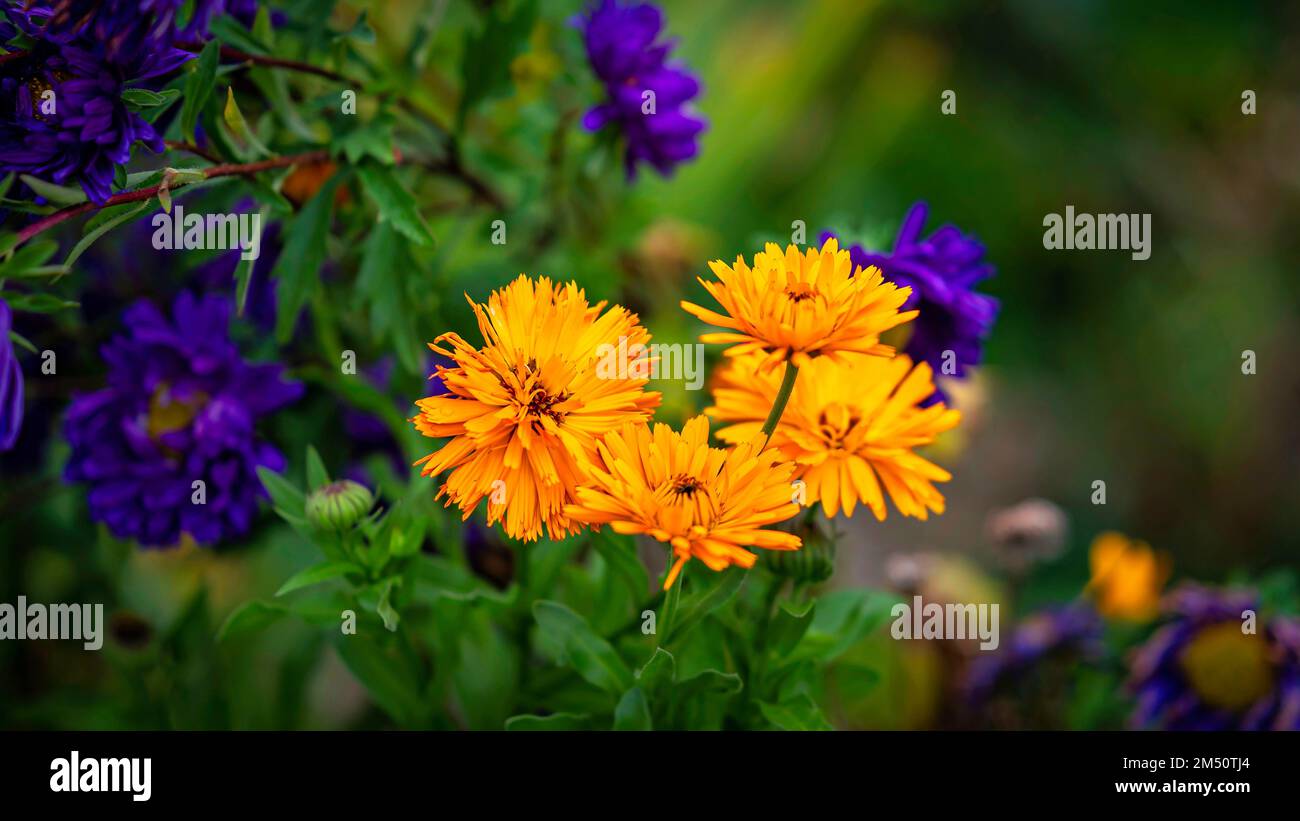 The pot marigold flowers growing in the garden Stock Photo - Alamy