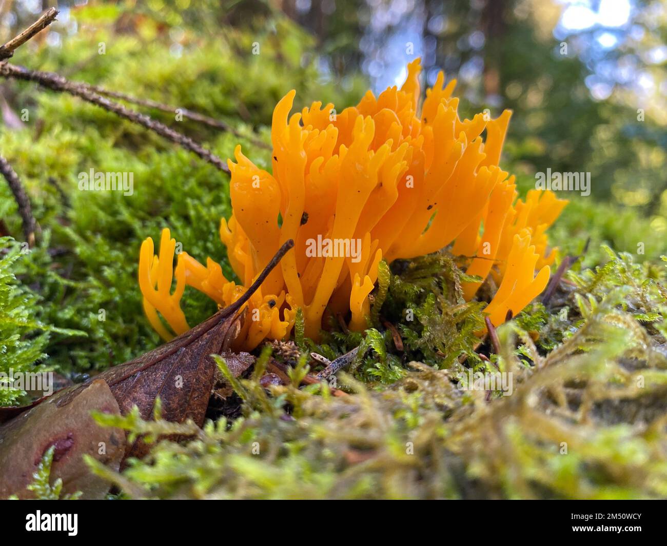 A closeup of yellow Calocera viscosa fungus on plant ground in the ...