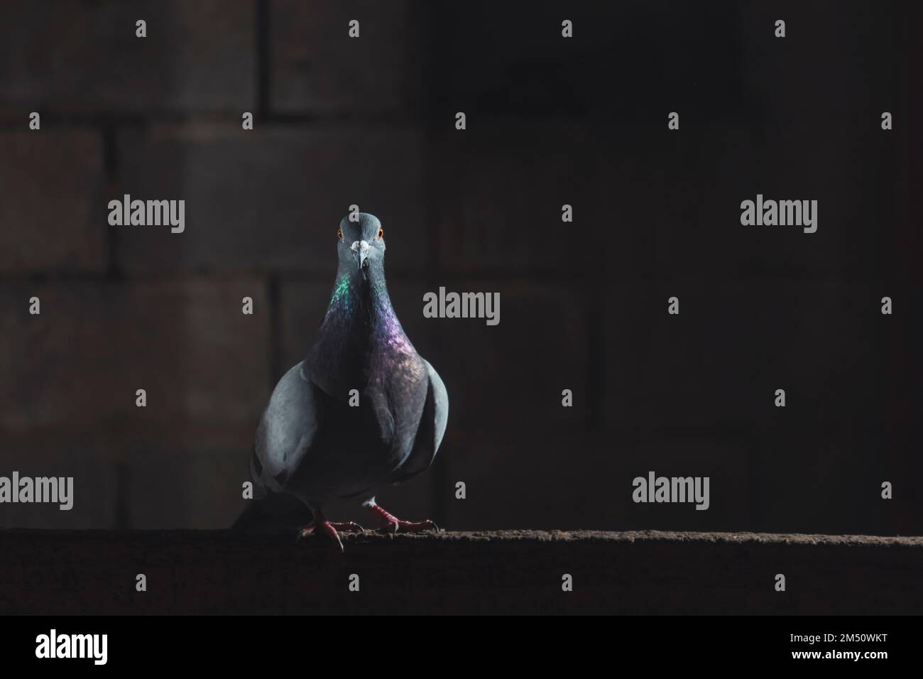 dove in the dark looks straight into the camera Stock Photo - Alamy dove in the dark looks straight into the camera Stock Photo - Alamy
