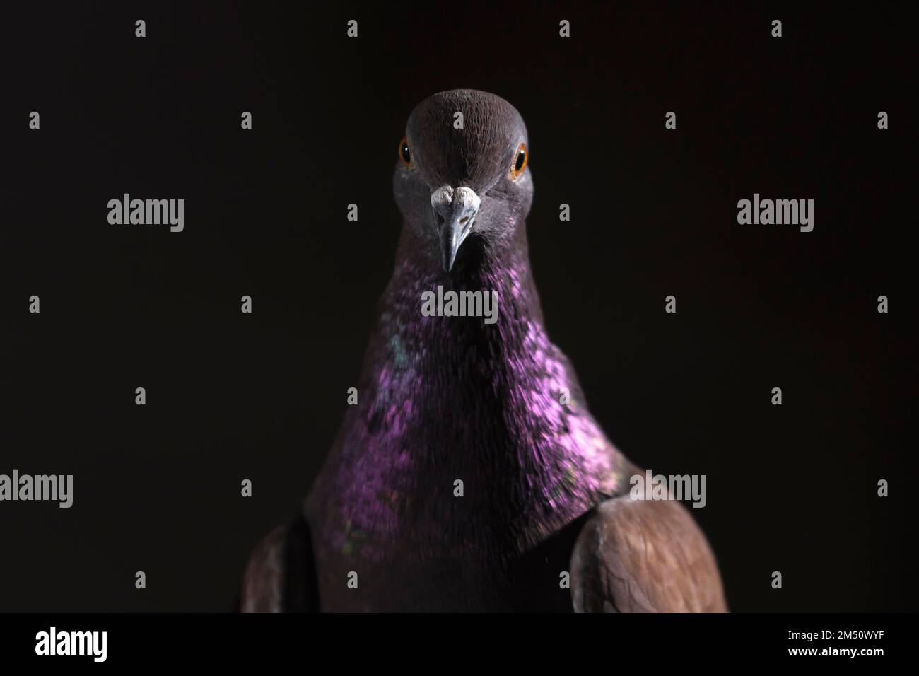 red dove with a steel tint on the neck Stock Photo - Alamy