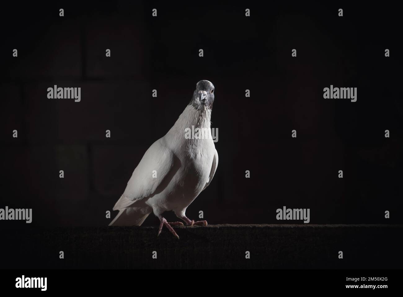 white dove in the dark looking at the camera Stock Photo - Alamy
