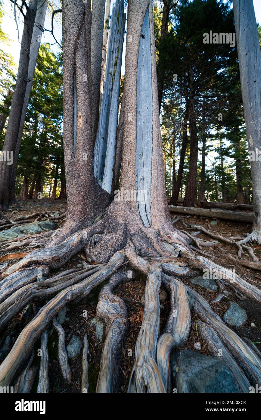 A vertical shot of tree roots in a forest Stock Photo - Alamy