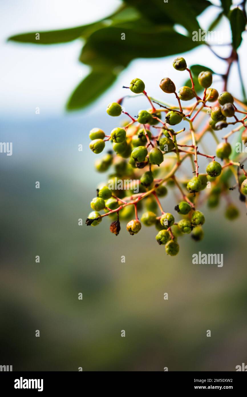 A selective focus of Henna (Lawsonia inermis) plant with blur ...