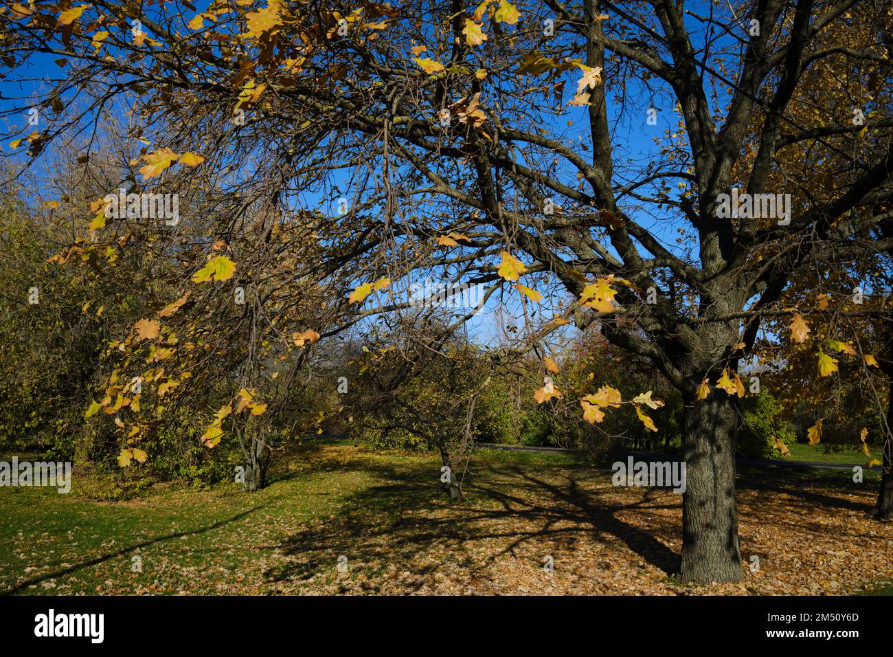 Oak tree (Quercus robur) with yellow leaves on a sunny autumn day ...
