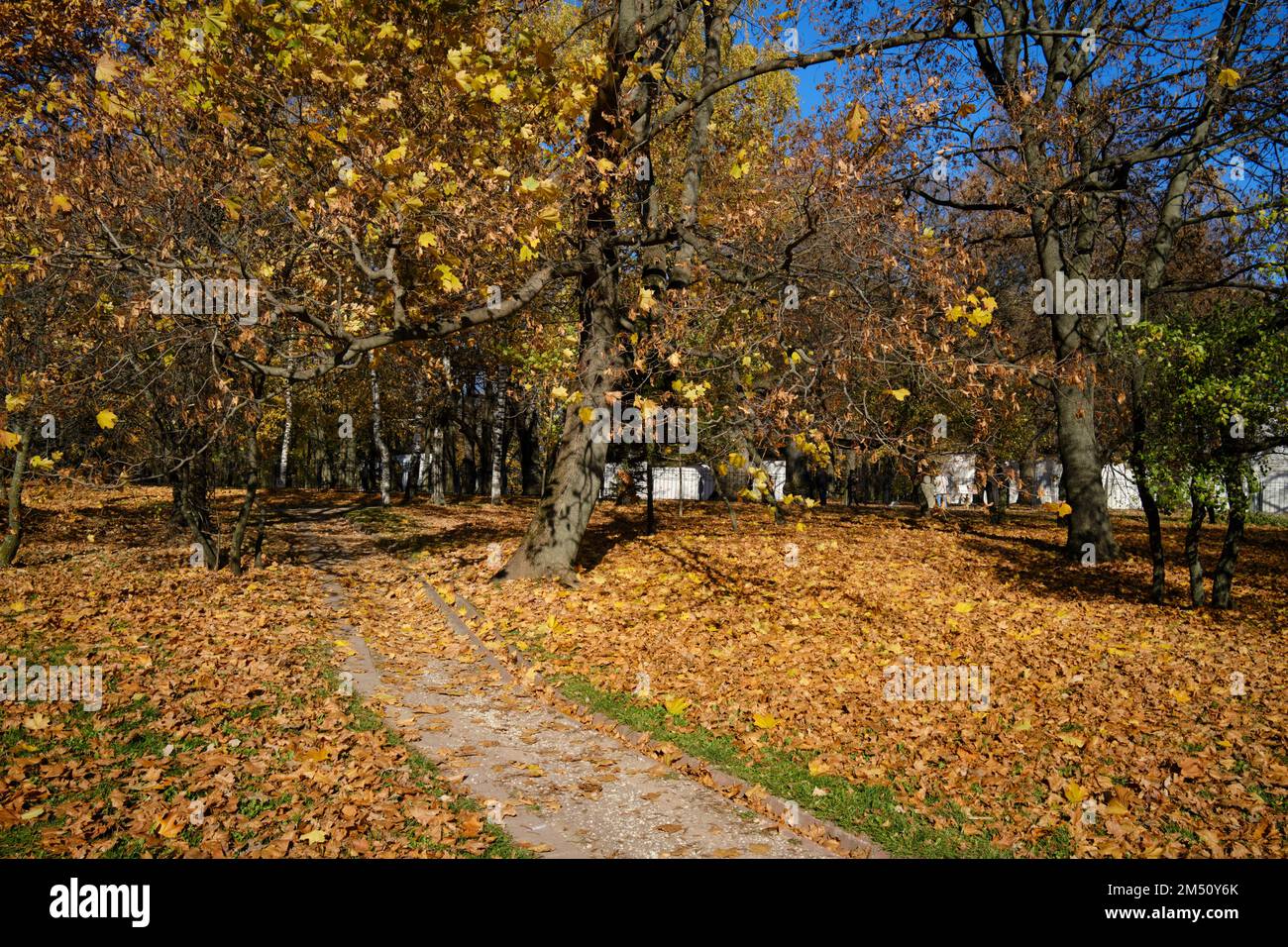 Trees in golden autumn colors on a sunny day. Kolomenskoye Museum ...