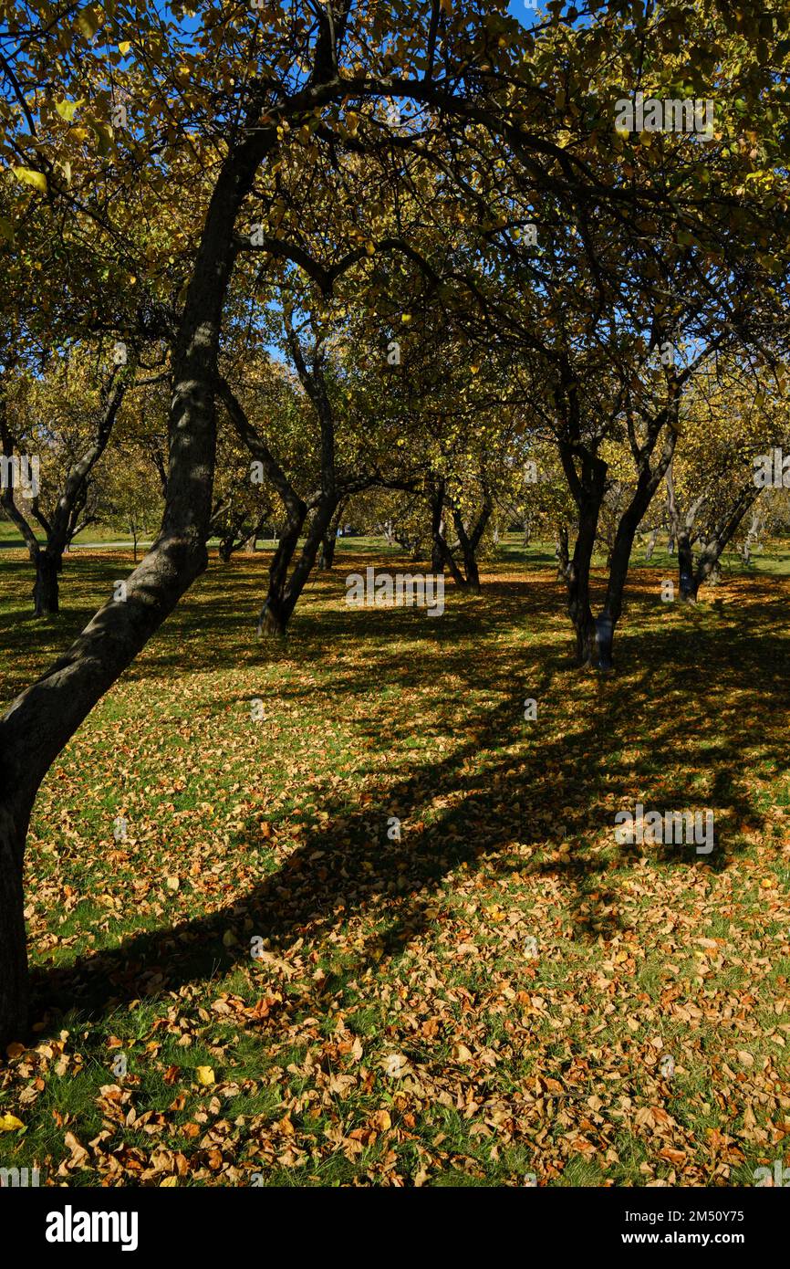 Apple trees with fall colors hi-res stock photography and images - Alamy