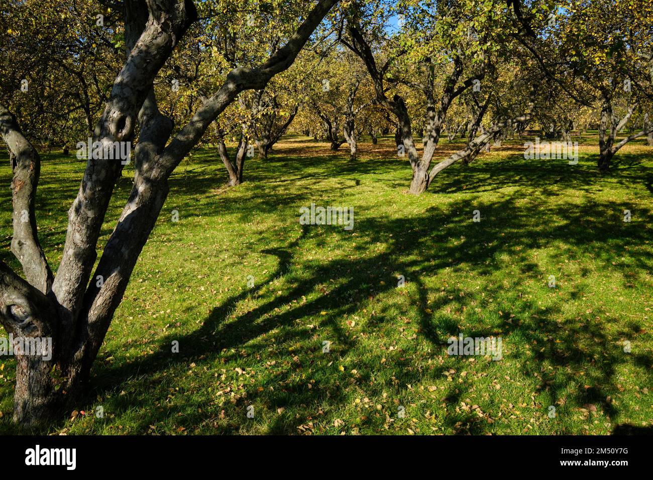 An old apple orchard hi-res stock photography and images - Alamy