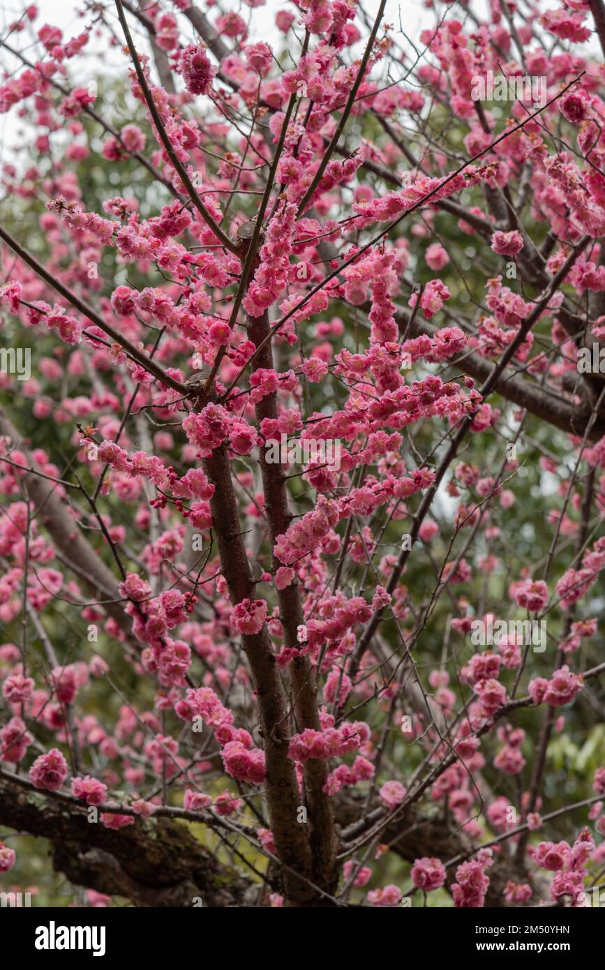 Sakura in spring Stock Photo - Alamy