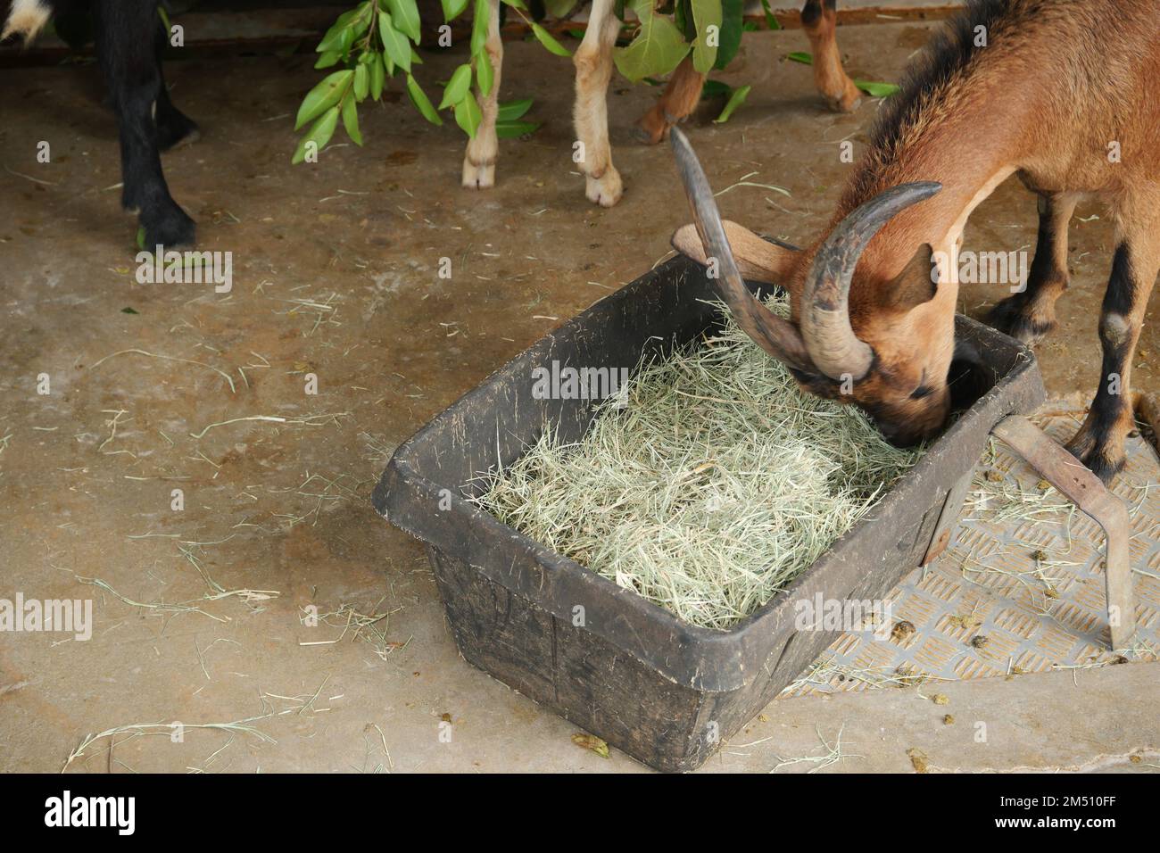 goat in the farm land eating food Stock Photo - Alamy