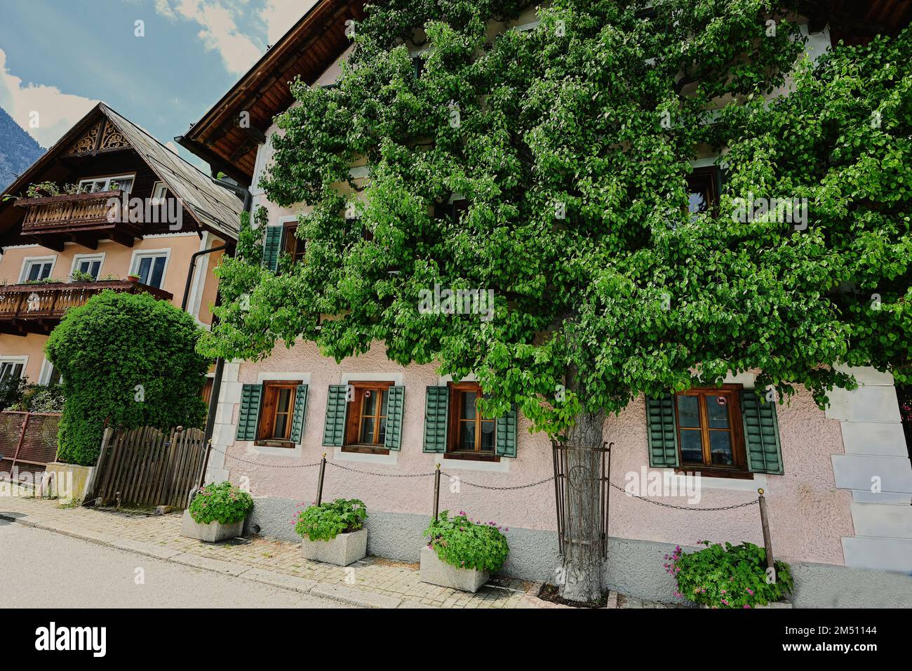 Tree that grows on the house in Hallstatt, Salzkammergut, Austria Stock ...