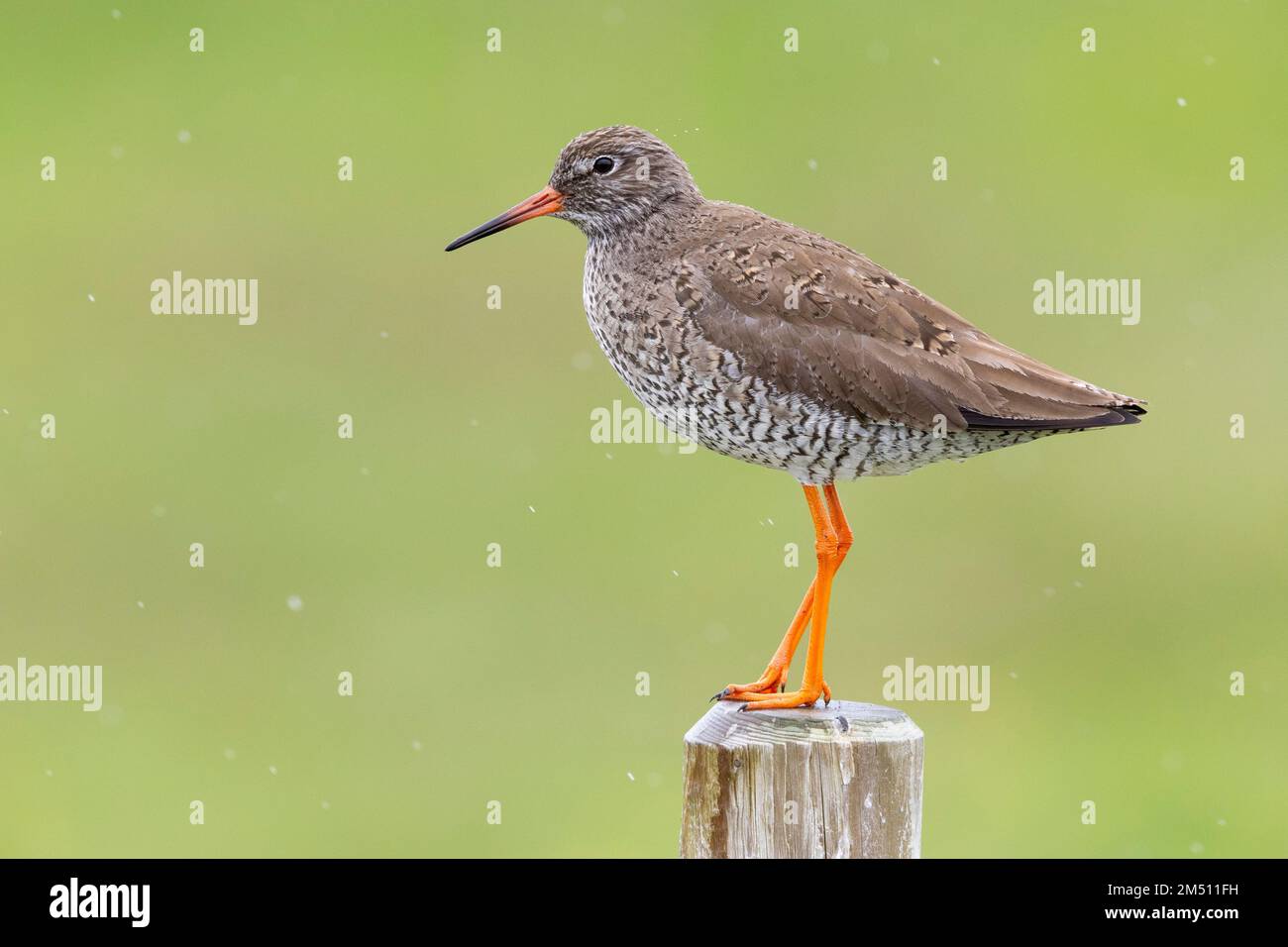 Common Redshank (Tringa totanus robusta), side view of an adult ...