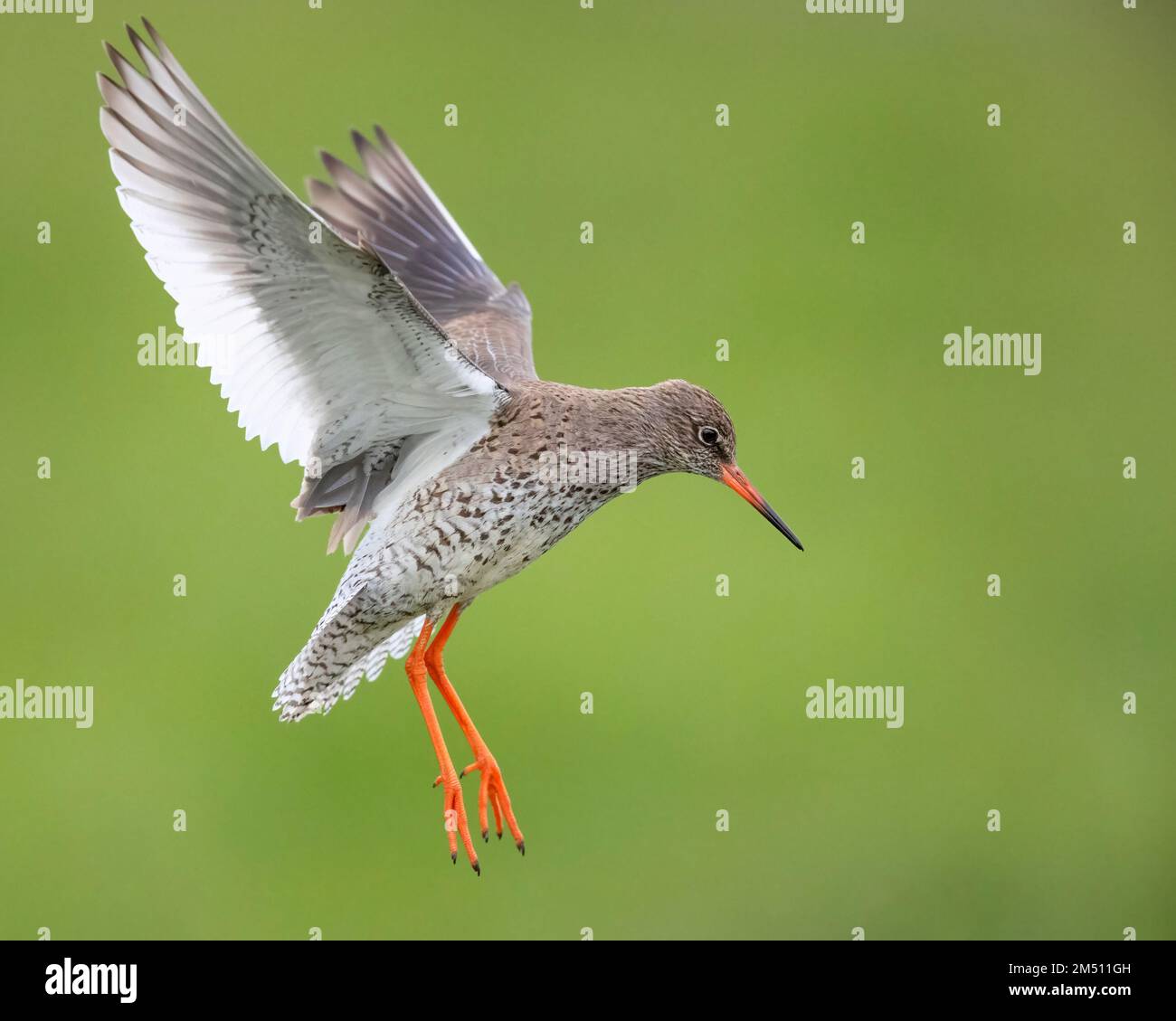 Common Redshank (Tringa totanus robusta), side view of an adult in ...