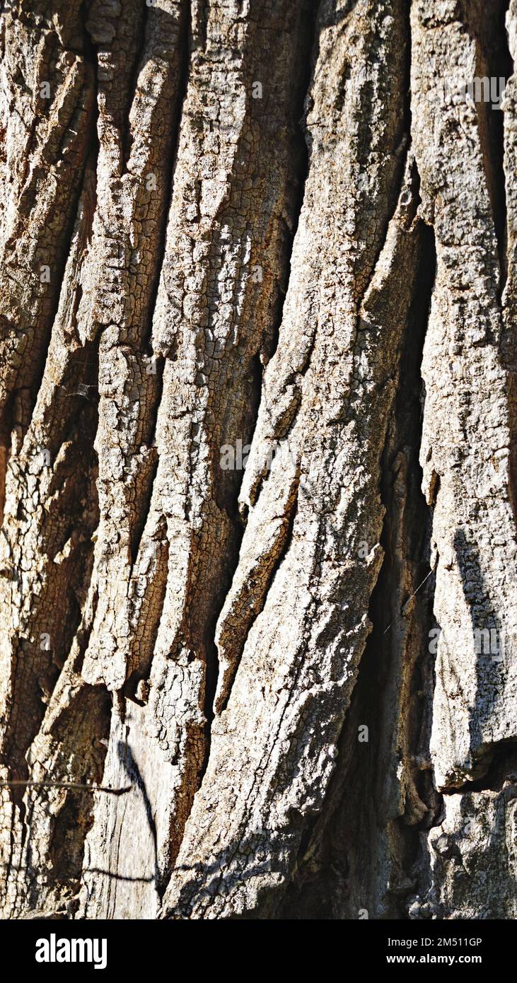 Bark of a tree trunk for backgrounds in Sant Fruitós del Bages ...