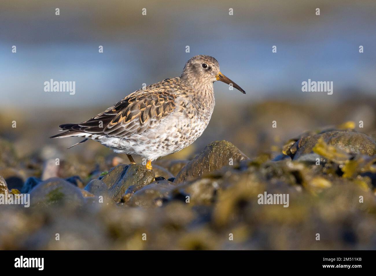 Purple Sandpiper (Calidris maritima), side view of an adult on the ...