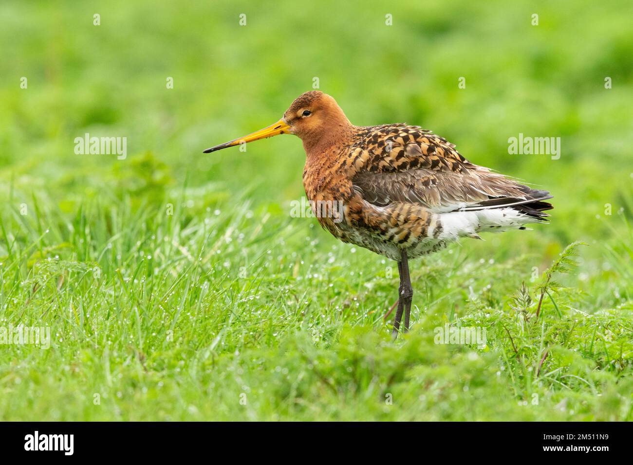 Blac-tailed Godwit (Limosa limosa islandica), side view of an adult ...
