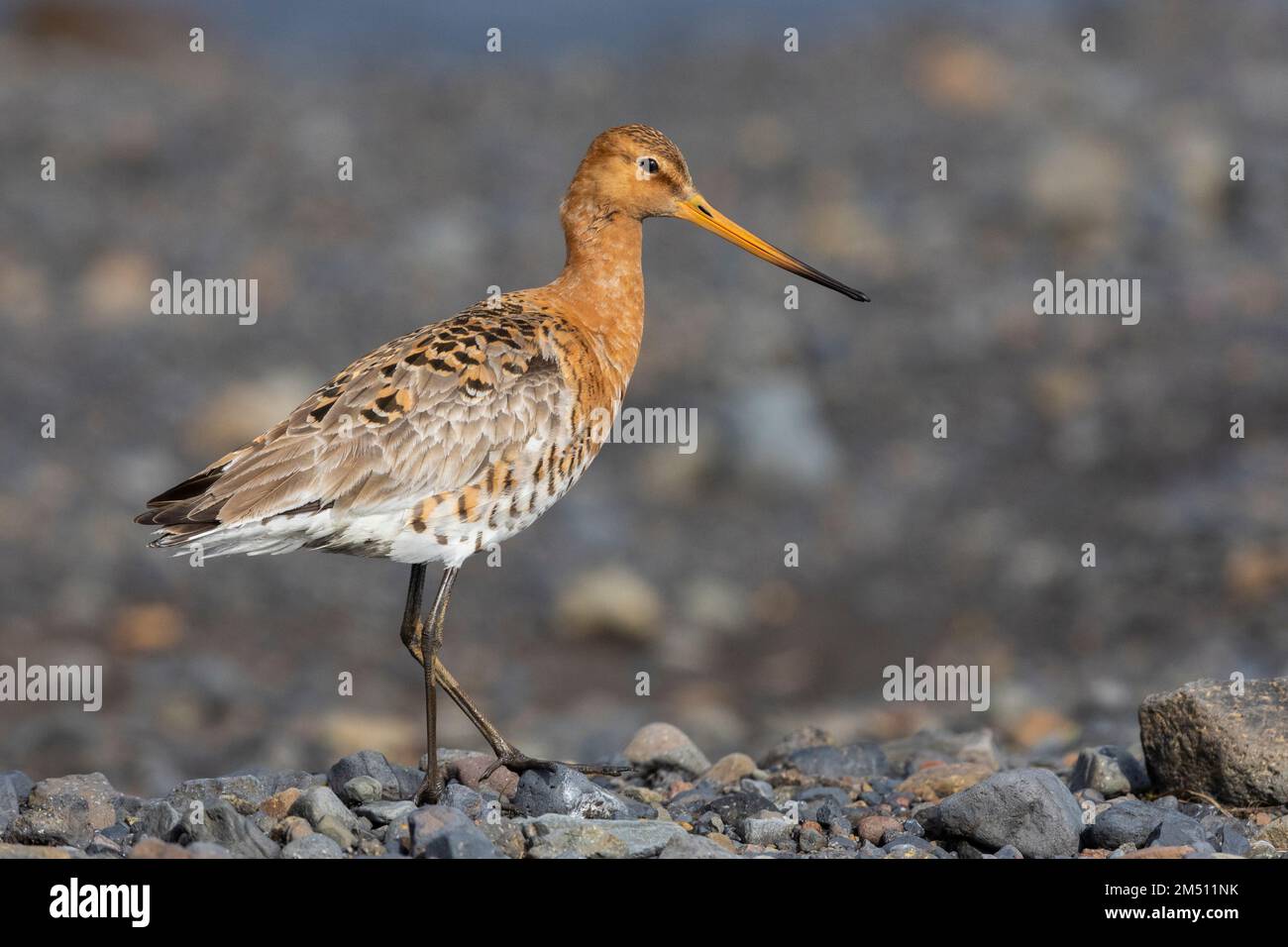 Blac-tailed Godwit (Limosa limosa islandica), side view of an adult ...