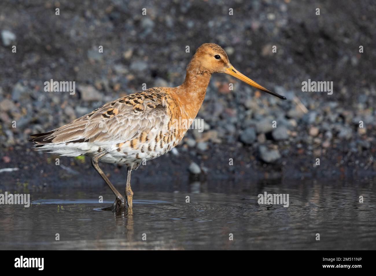 Blac-tailed Godwit (Limosa limosa islandica), side view of an adult ...