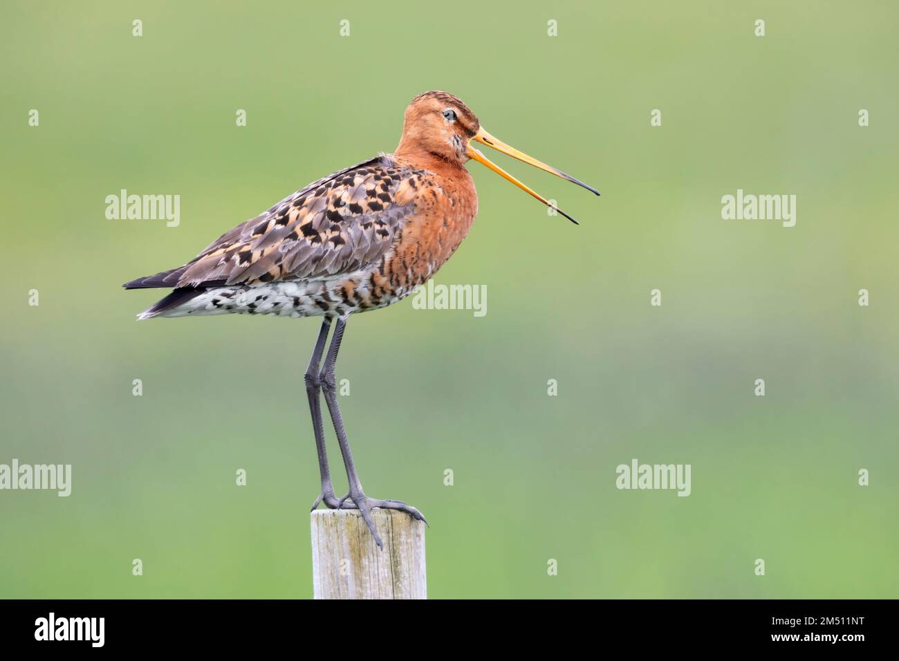 Blac-tailed Godwit (Limosa limosa islandica), side view of an adult ...
