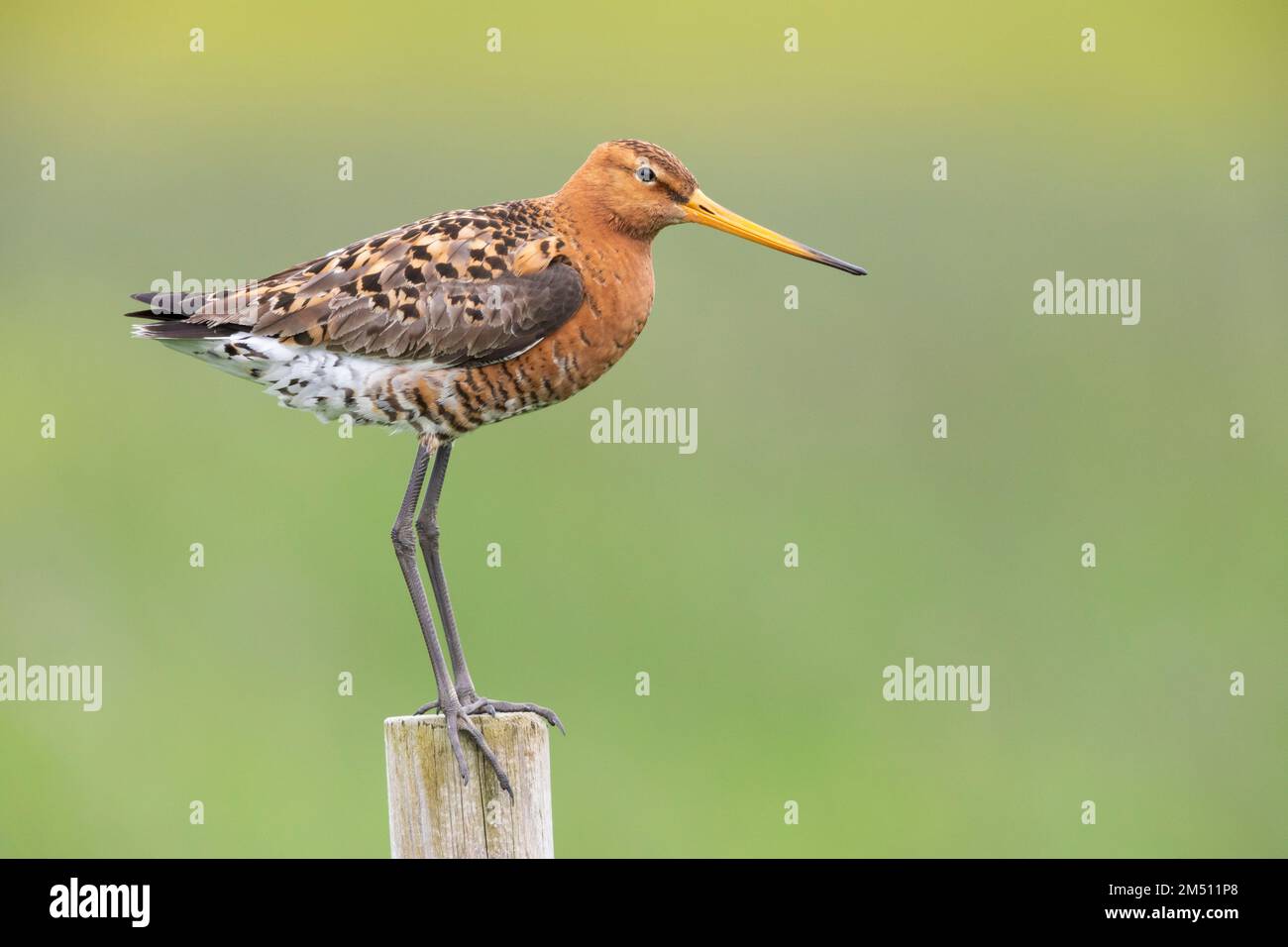 Blac-tailed Godwit (Limosa limosa islandica), side view of an adult ...