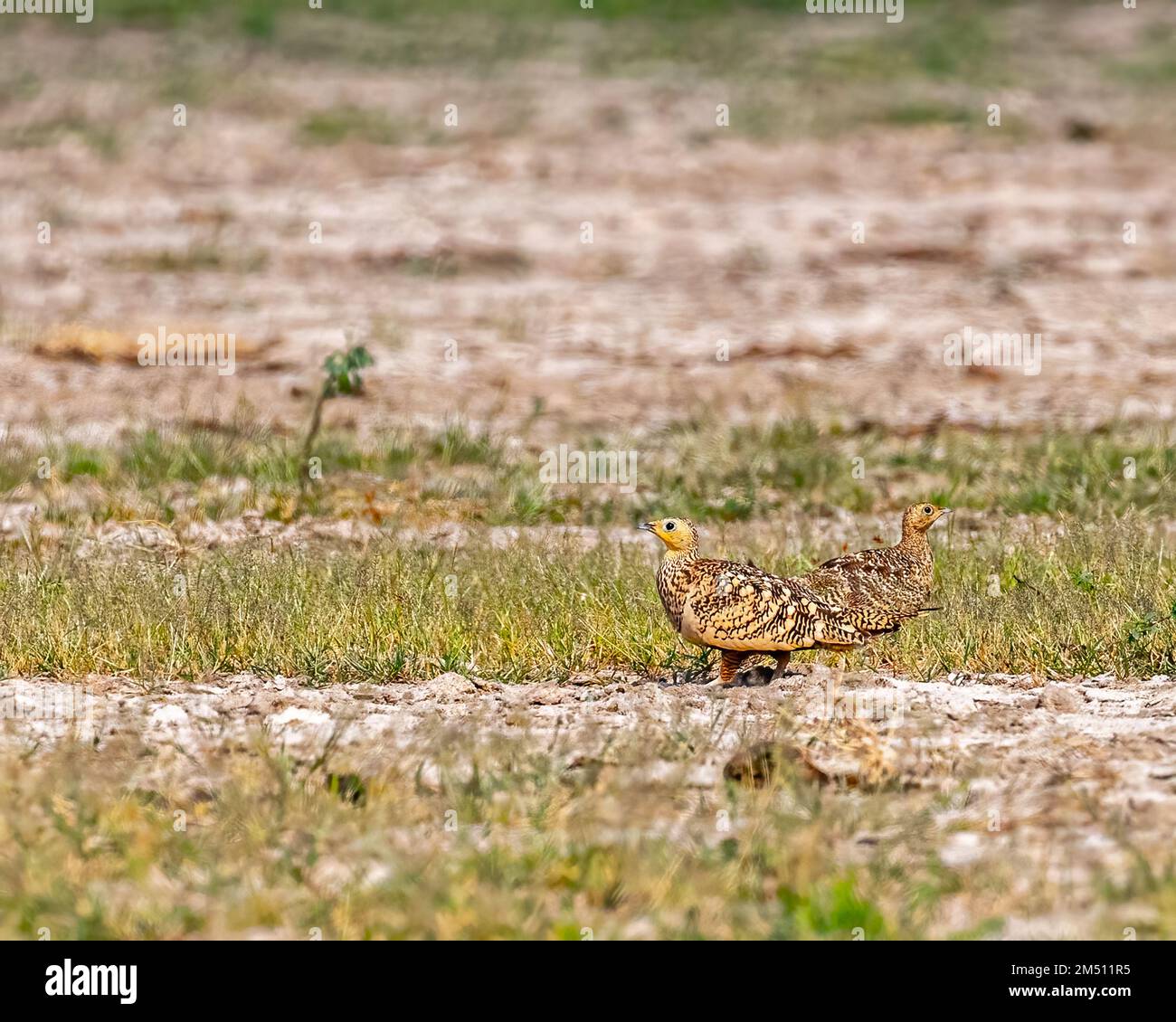 A cute pair of chestnut sand grouse while looking at opposite ...