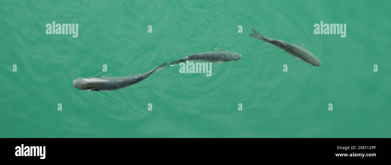 Top view fishes swimming in hi-res stock photography and images - Alamy