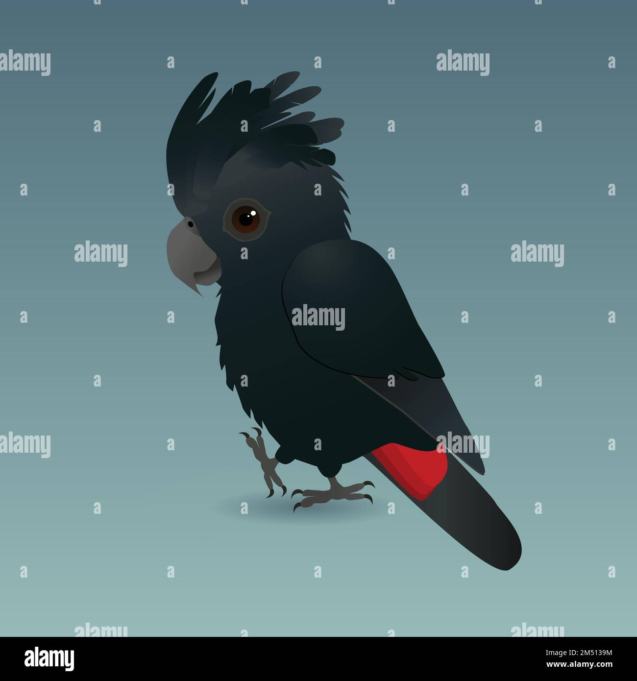 A vector illustration of a red tailed black cockatoo. Is is a male bird ...