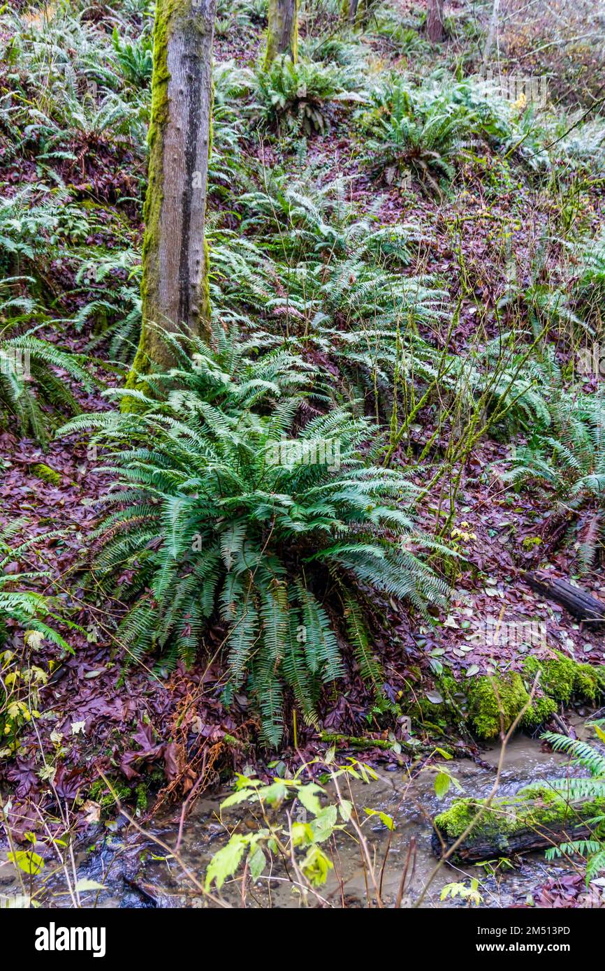 Ferns on a hill in winter at Dash Point State Park in Washington State ...