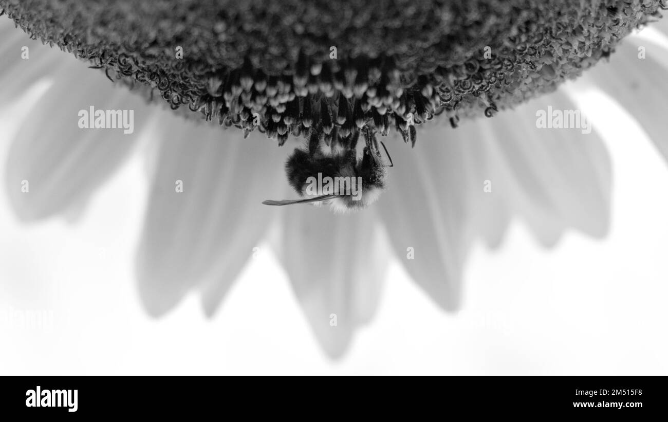 A grayscale shot of a bee standing upside down on a flower collecting ...