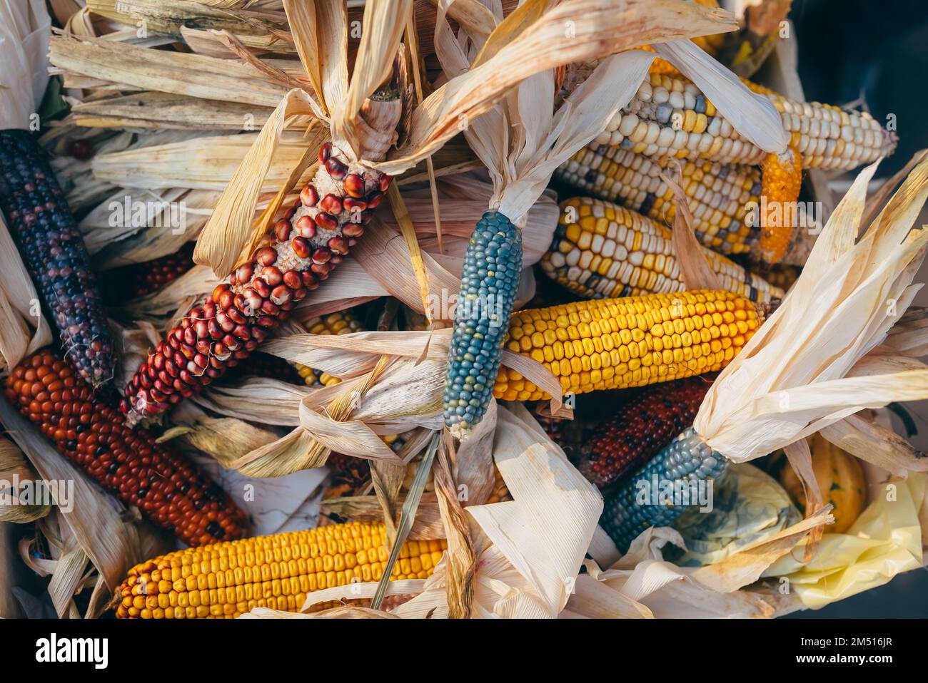 Colorful cobs of ornamental corn lie side by side Stock Photo - Alamy