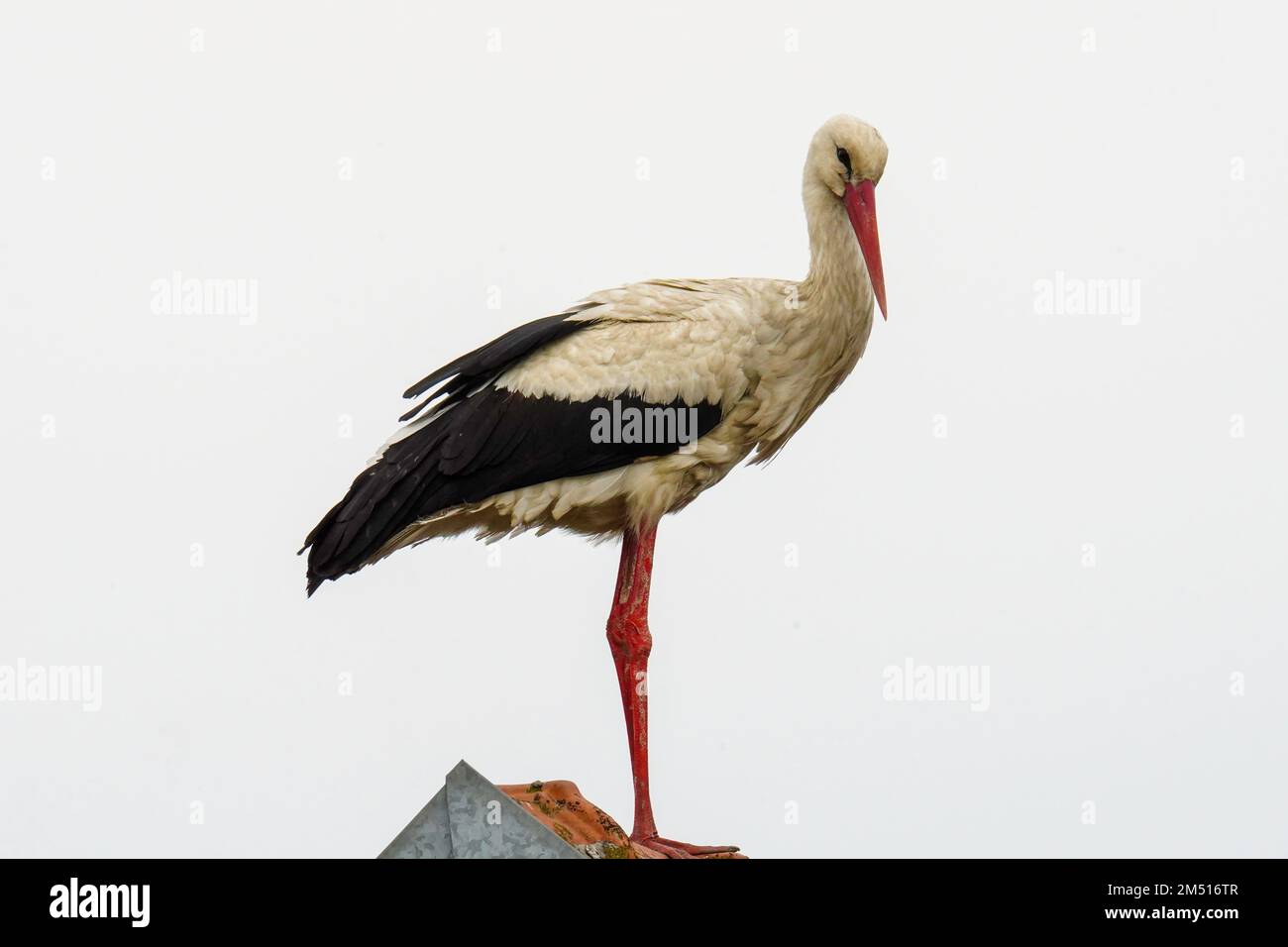 A big stork on a roof against white sky Stock Photo - Alamy