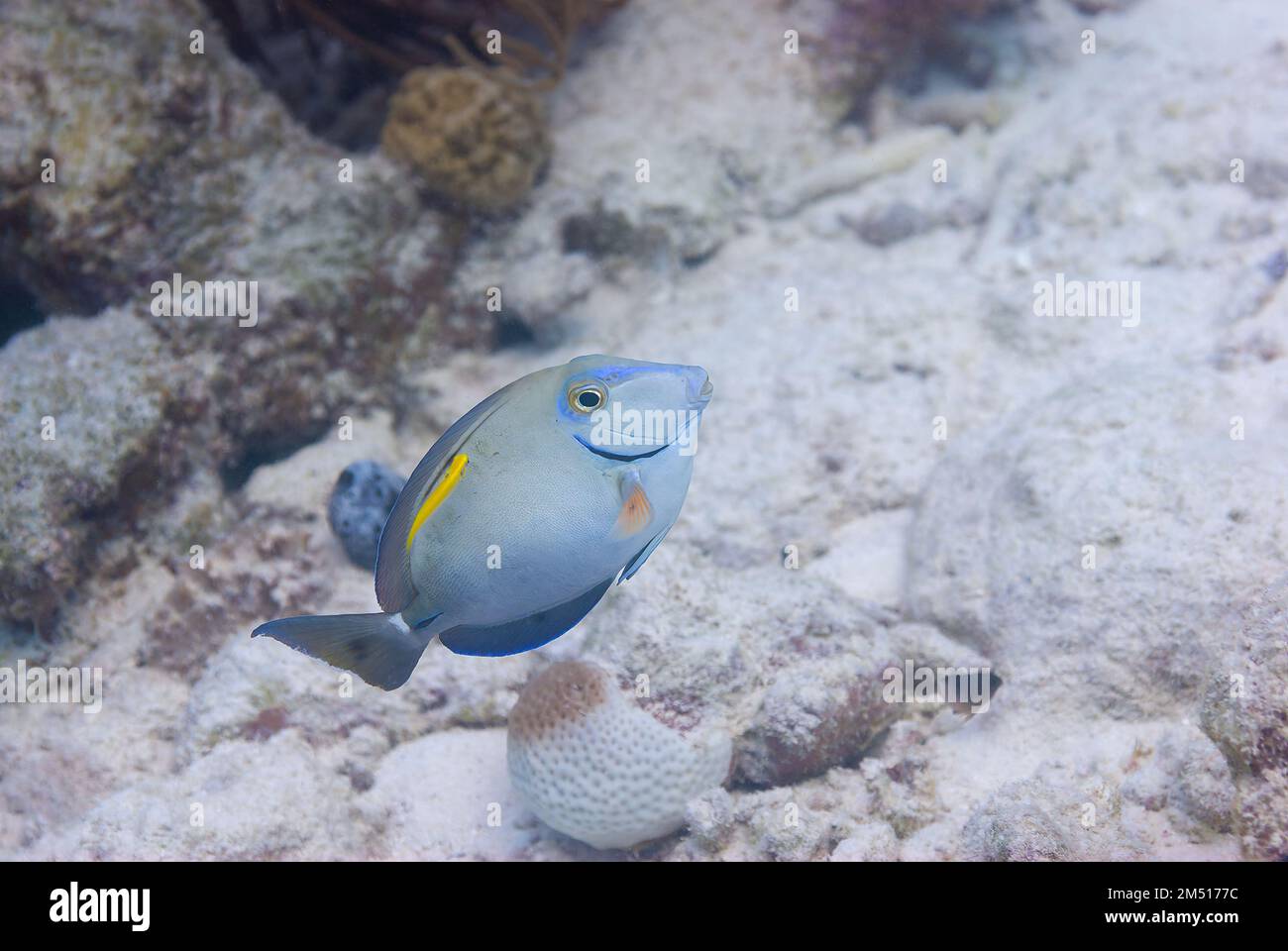 Ocean Surgeonfish Acanthurus bahianus with yellow cleaner wrasse Stock ...
