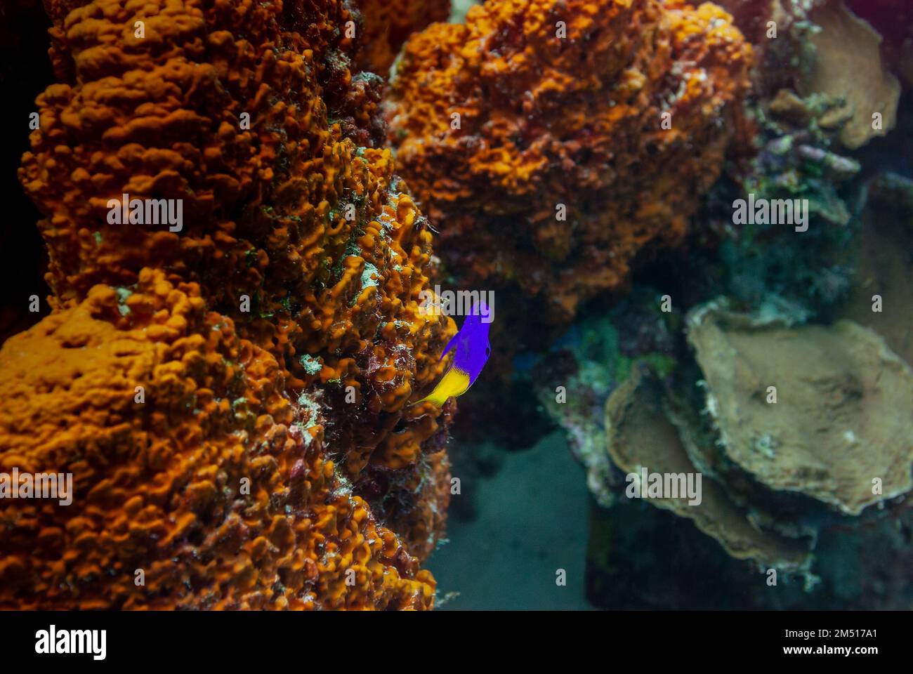 Fairy basslet gramma loreto swimming over coral Stock Photo - Alamy