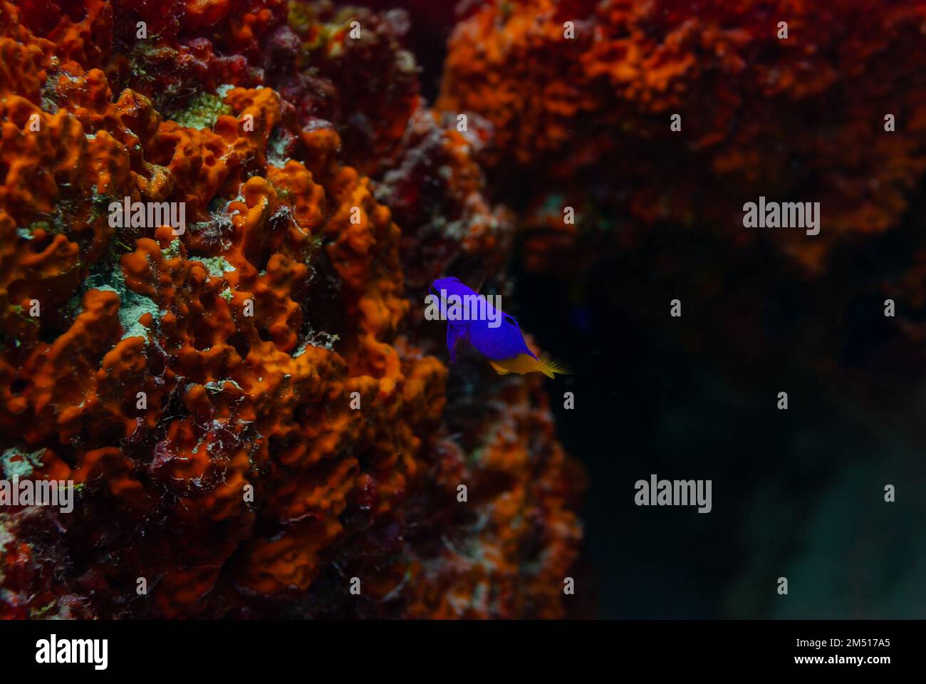 Fairy basslet gramma loreto swimming over coral Stock Photo - Alamy