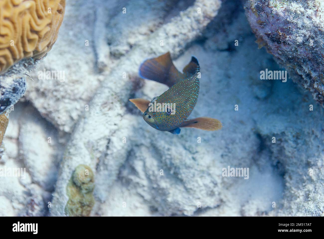 Reddish Coney cephalopholis fulvus with multi colors Stock Photo - Alamy