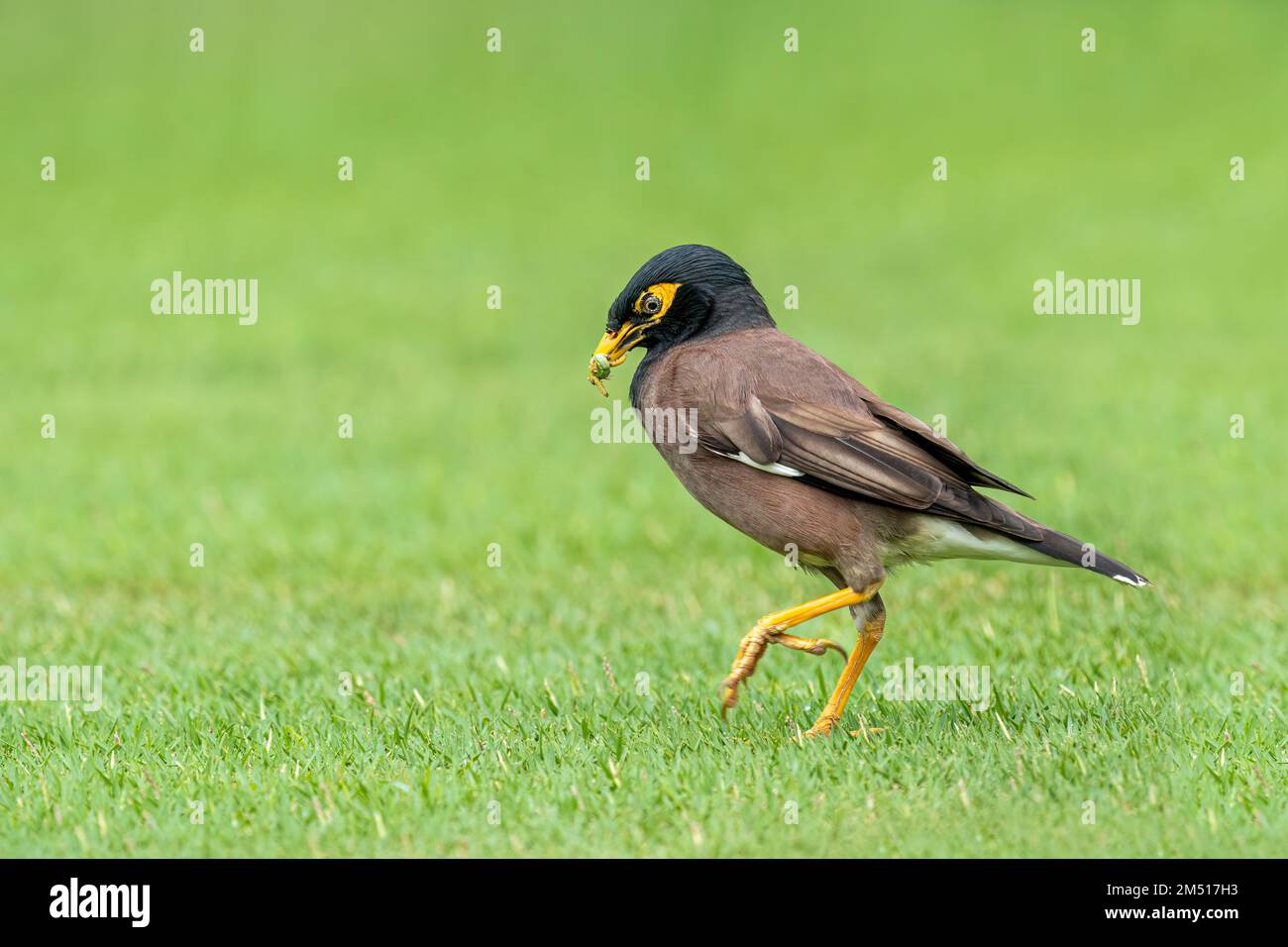Beautiful common myna or Indian myna (Acridotheres tristis) walking in ...