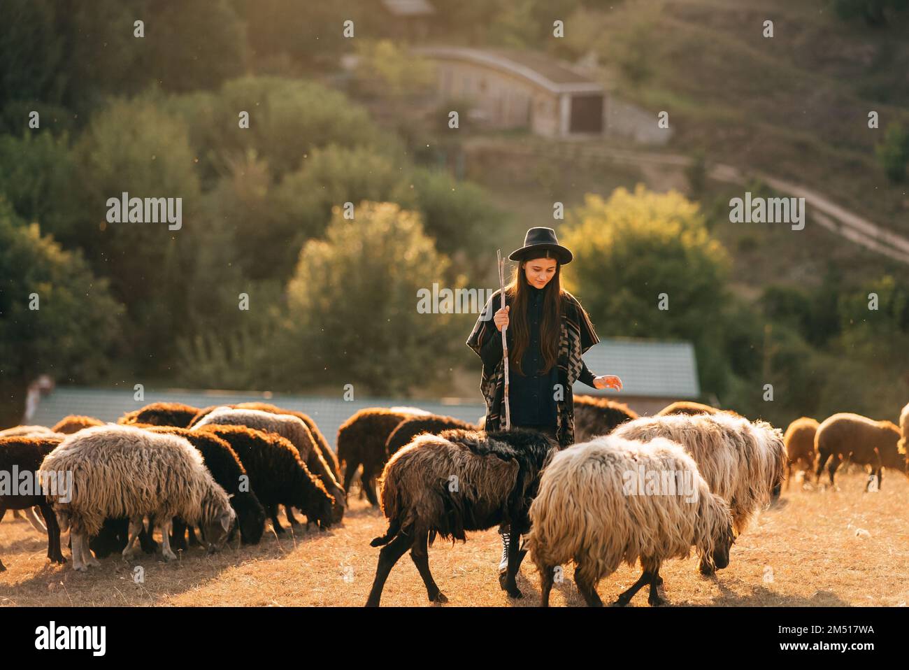 Female shepherd and flock of sheep at a lawn Stock Photo - Alamy