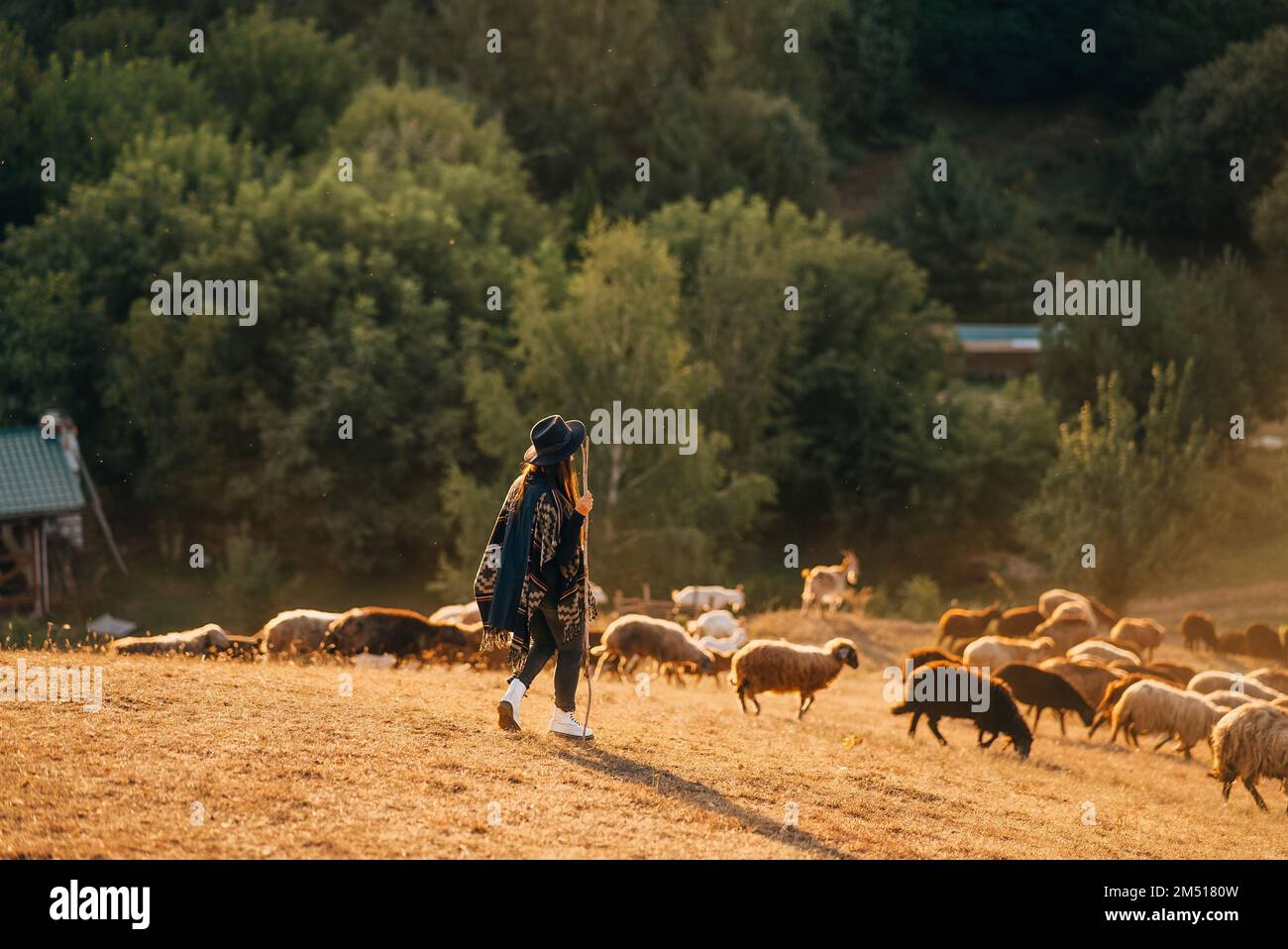 Female shepherd and flock of sheep at a lawn Stock Photo - Alamy