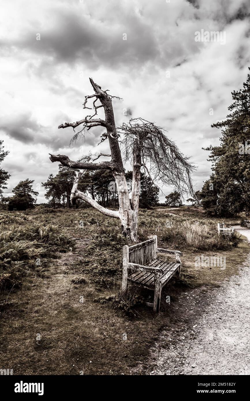 Old bench tree hi-res stock photography and images - Alamy