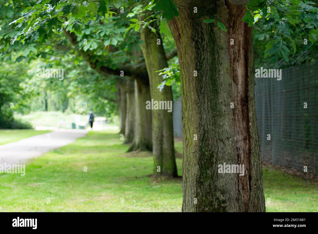 Row trees path in hi-res stock photography and images - Alamy