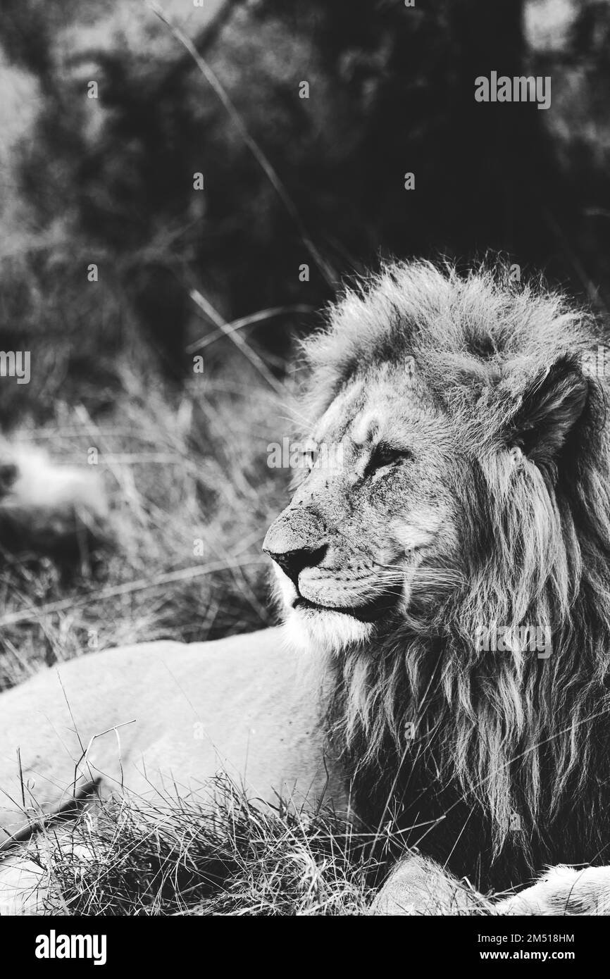 A vertical grayscale shot of a lion in the Masai Mara national reserve ...